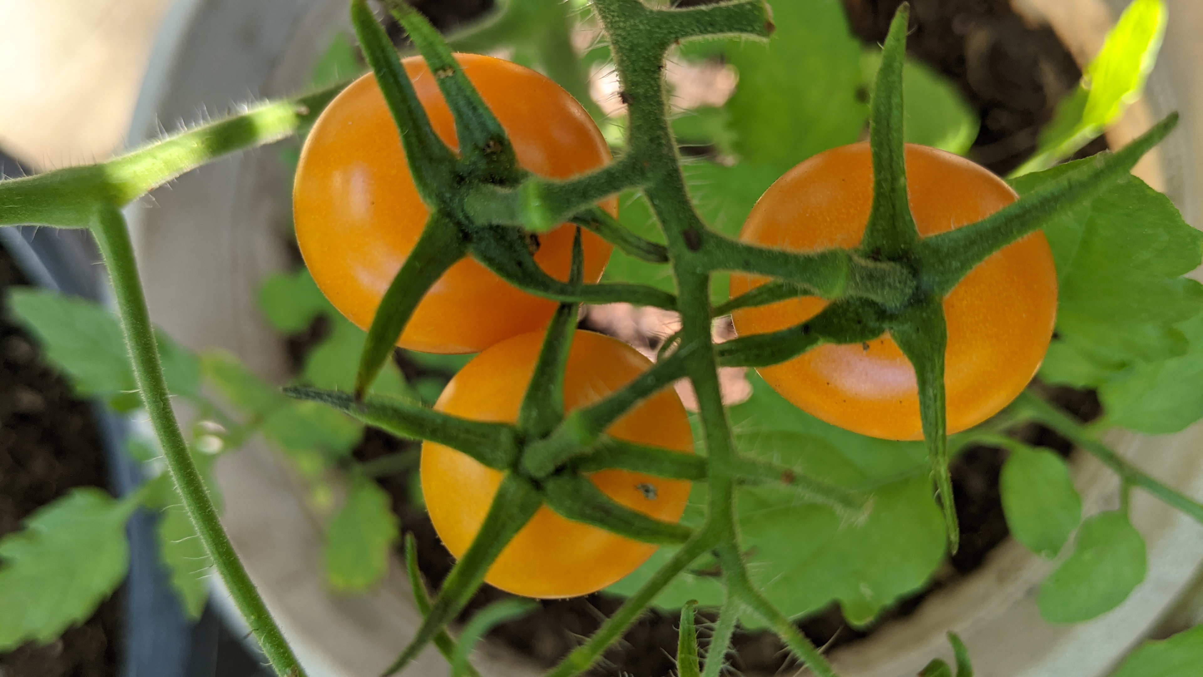 Tomatoes may turn you into a zombie - Stats Made EasyStats Made Easy